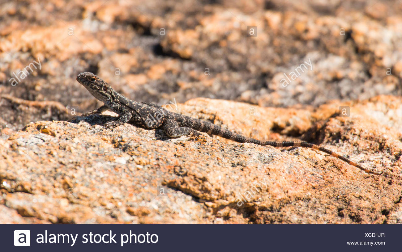 Dragon Reptiles Australia High Resolution Stock Photography and Images ...