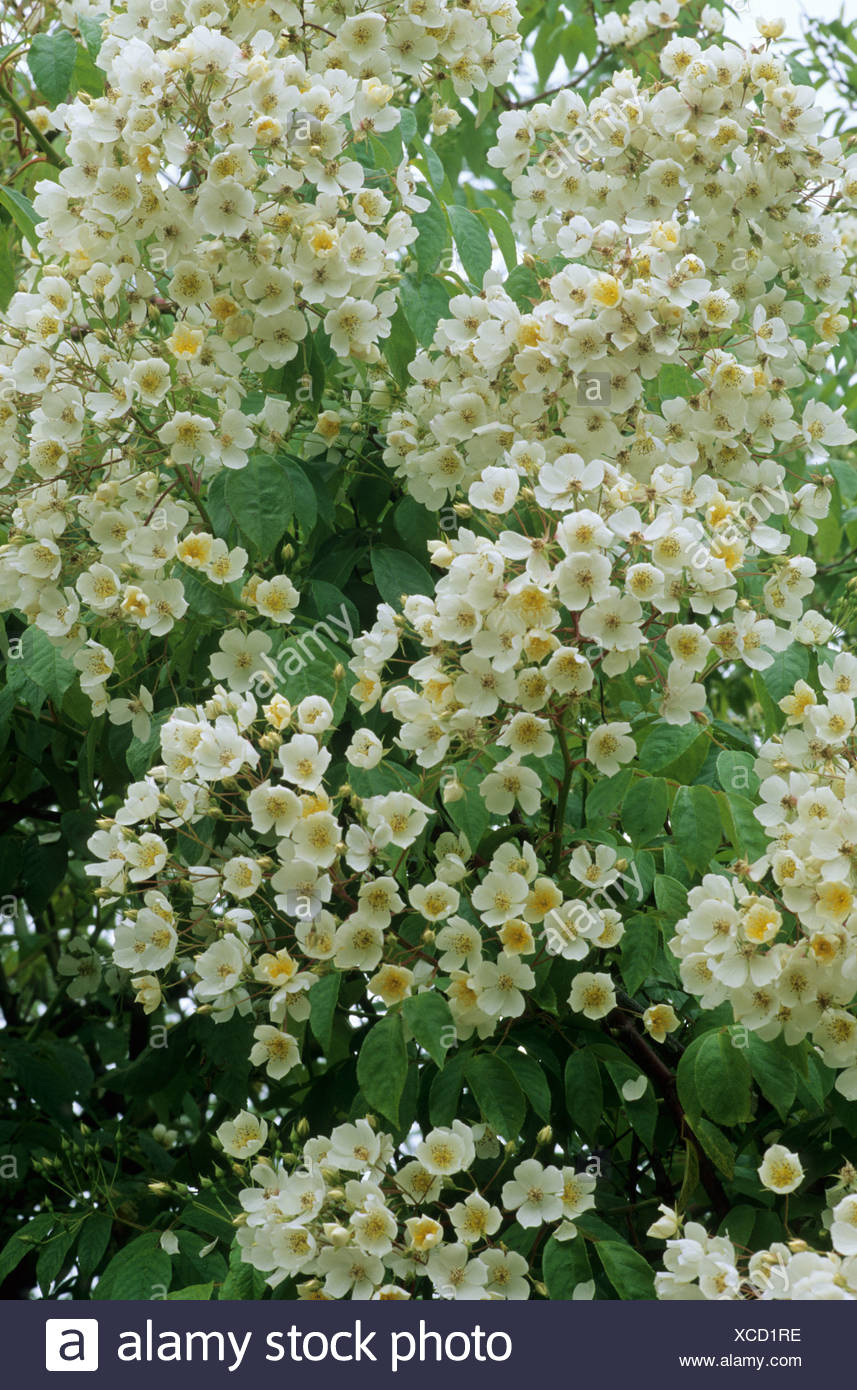 Kiftsgate Rose High Resolution Stock Photography and Images - Alamy