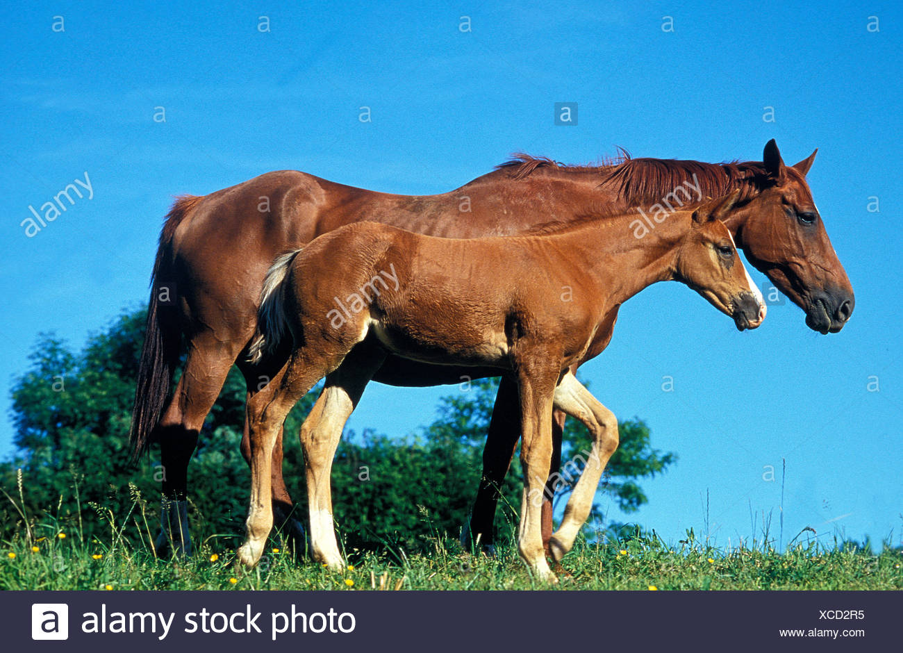 Cheval De Selle Francais High Resolution Stock Photography and Images ...