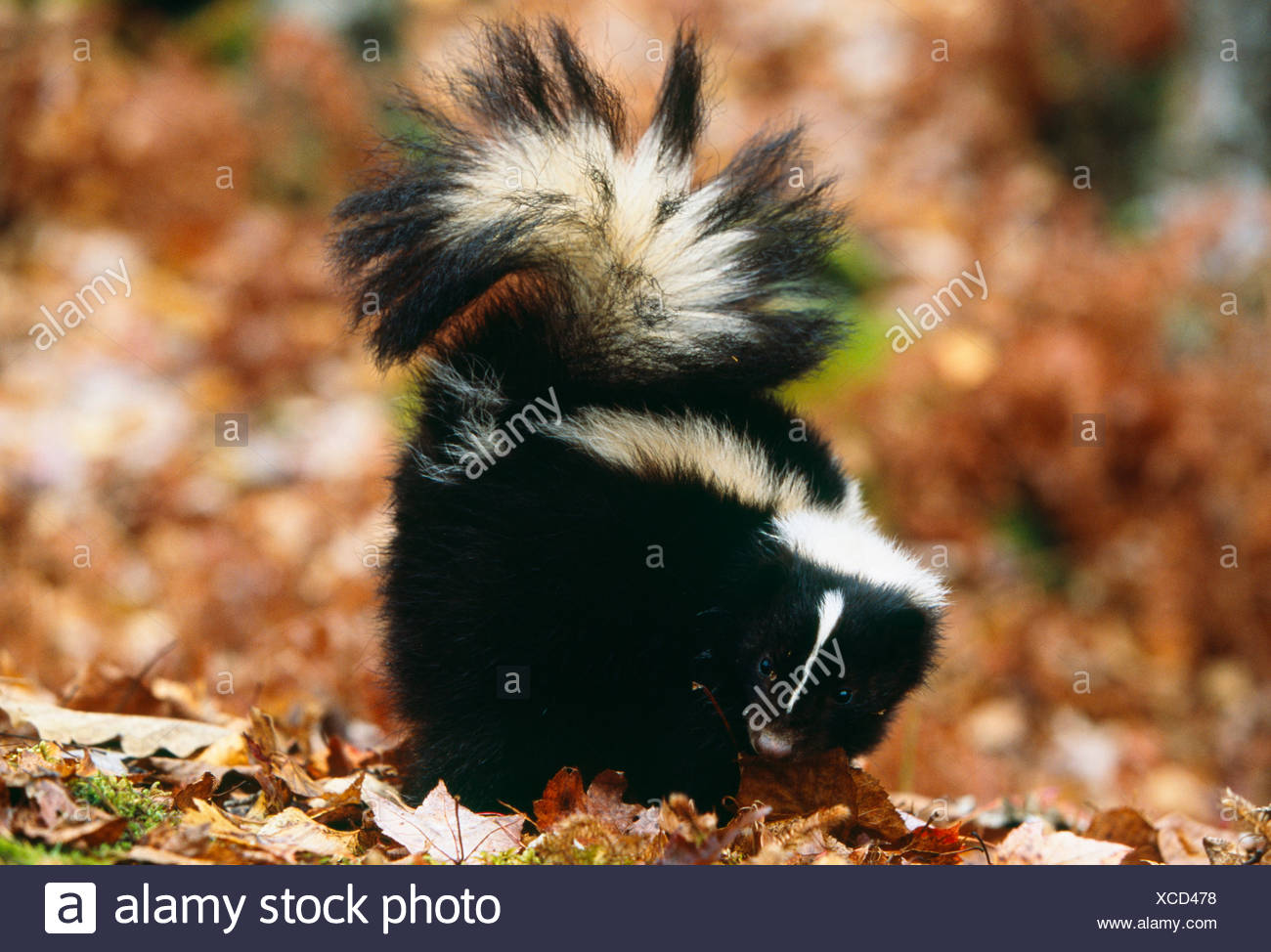 Skunk Animal Tail Stock Photos & Skunk Animal Tail Stock Images - Alamy