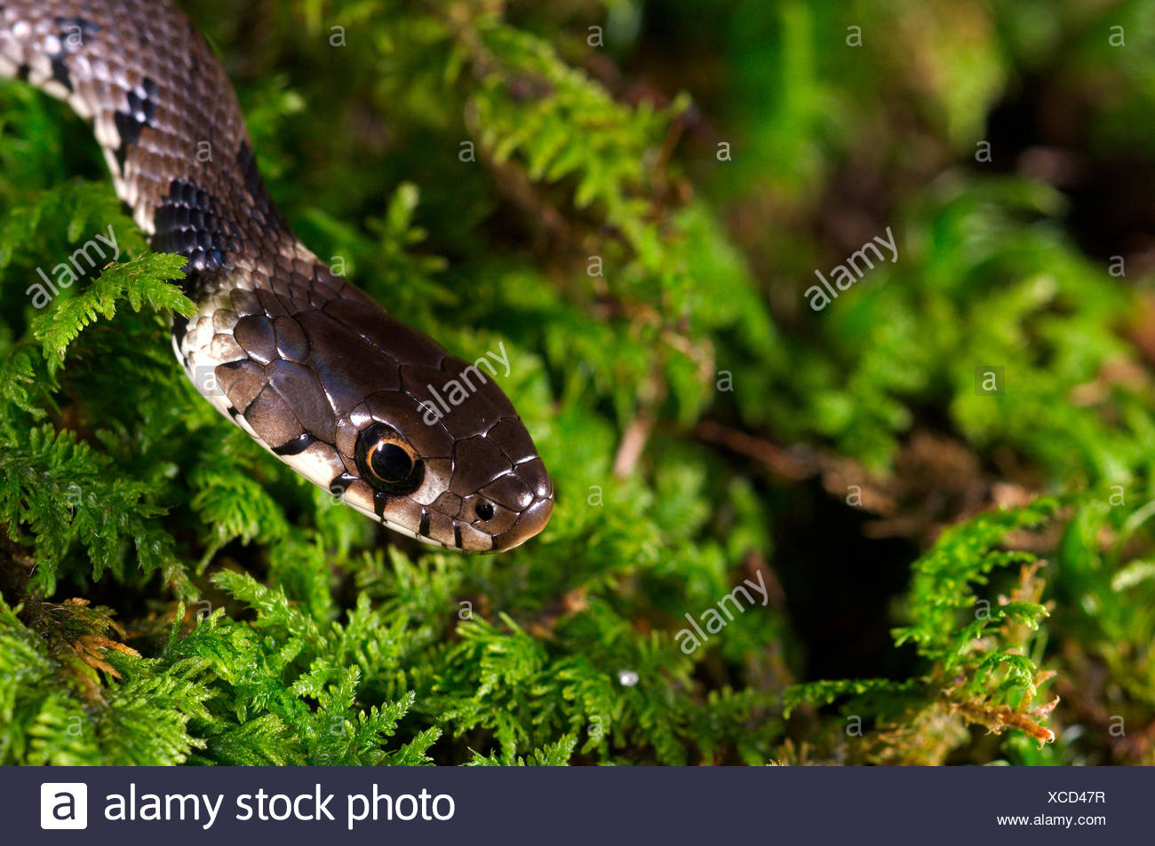 Italy Snake High Resolution Stock Photography and Images - Alamy