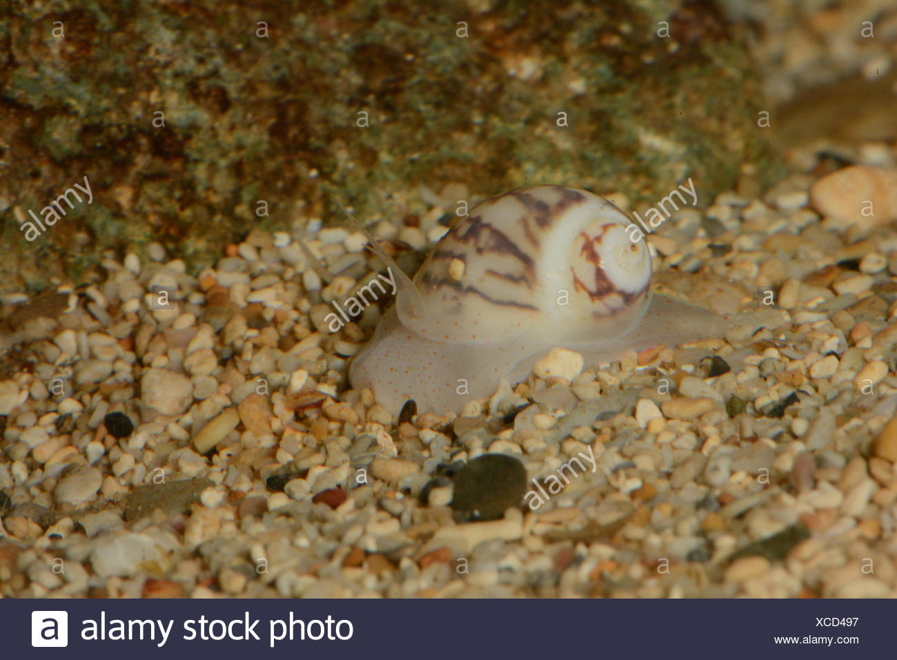 Moon Snail High Resolution Stock Photography and Images - Alamy