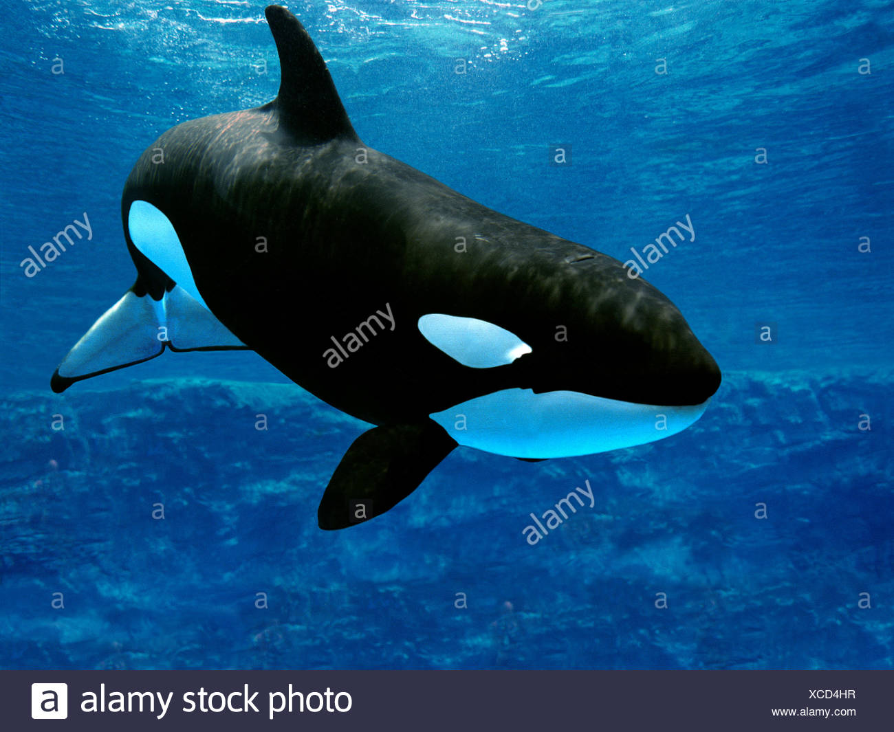 Orca Whale Underwater High Resolution Stock Photography and Images - Alamy