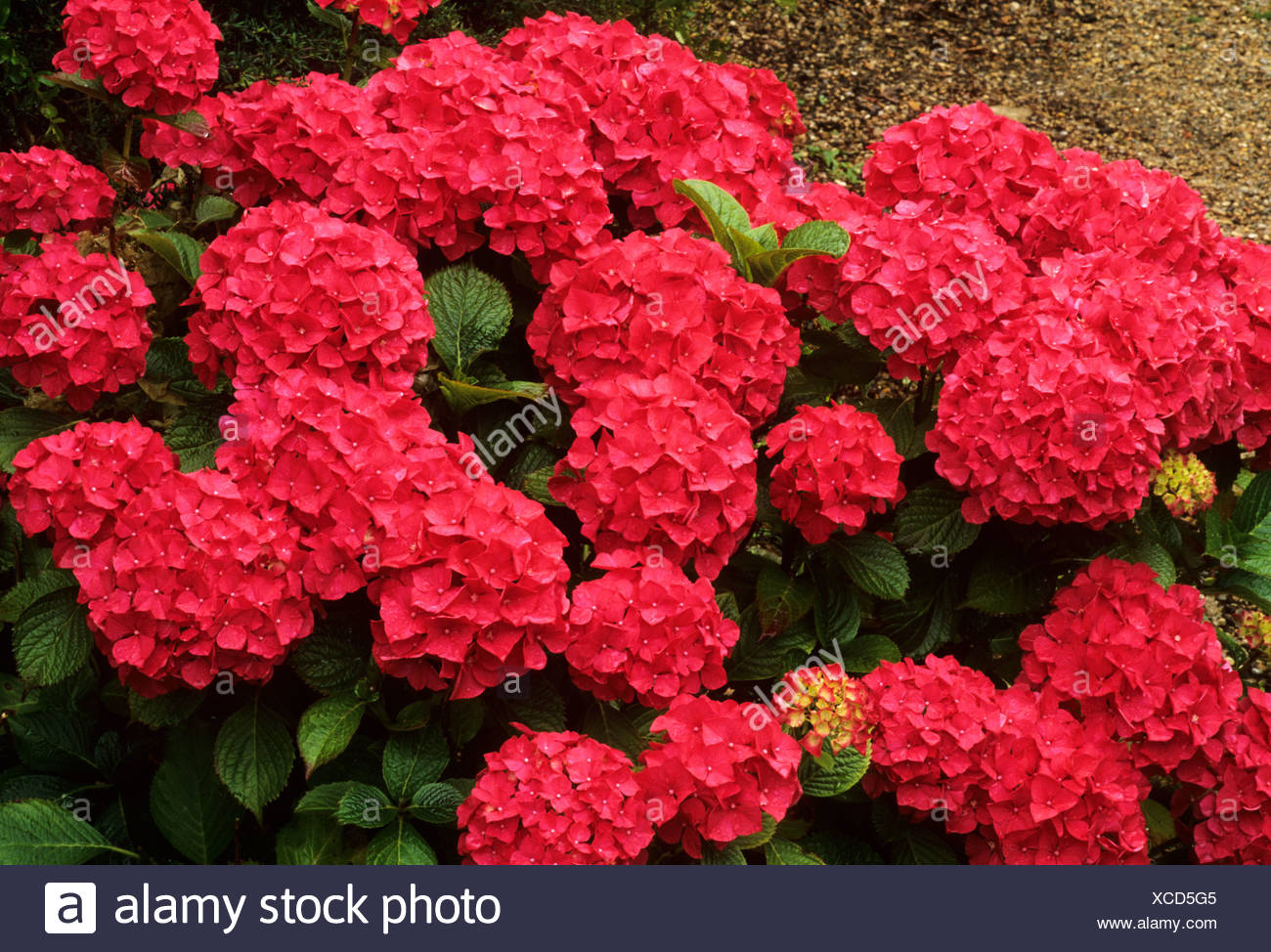 Hydrangea Macrophylla Eldorado Red Hydrangeas Stock Photos & Hydrangea ...