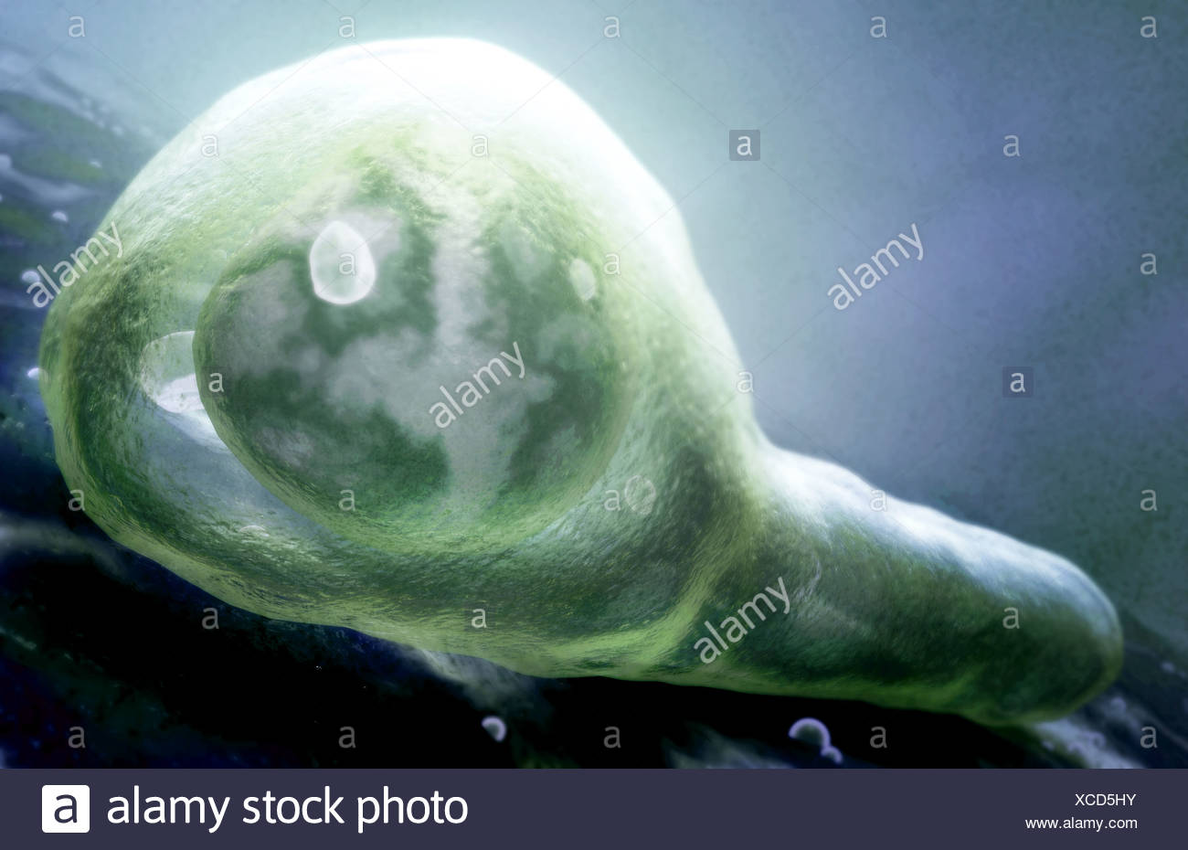 Clostridium Tetani High Resolution Stock Photography and Images - Alamy