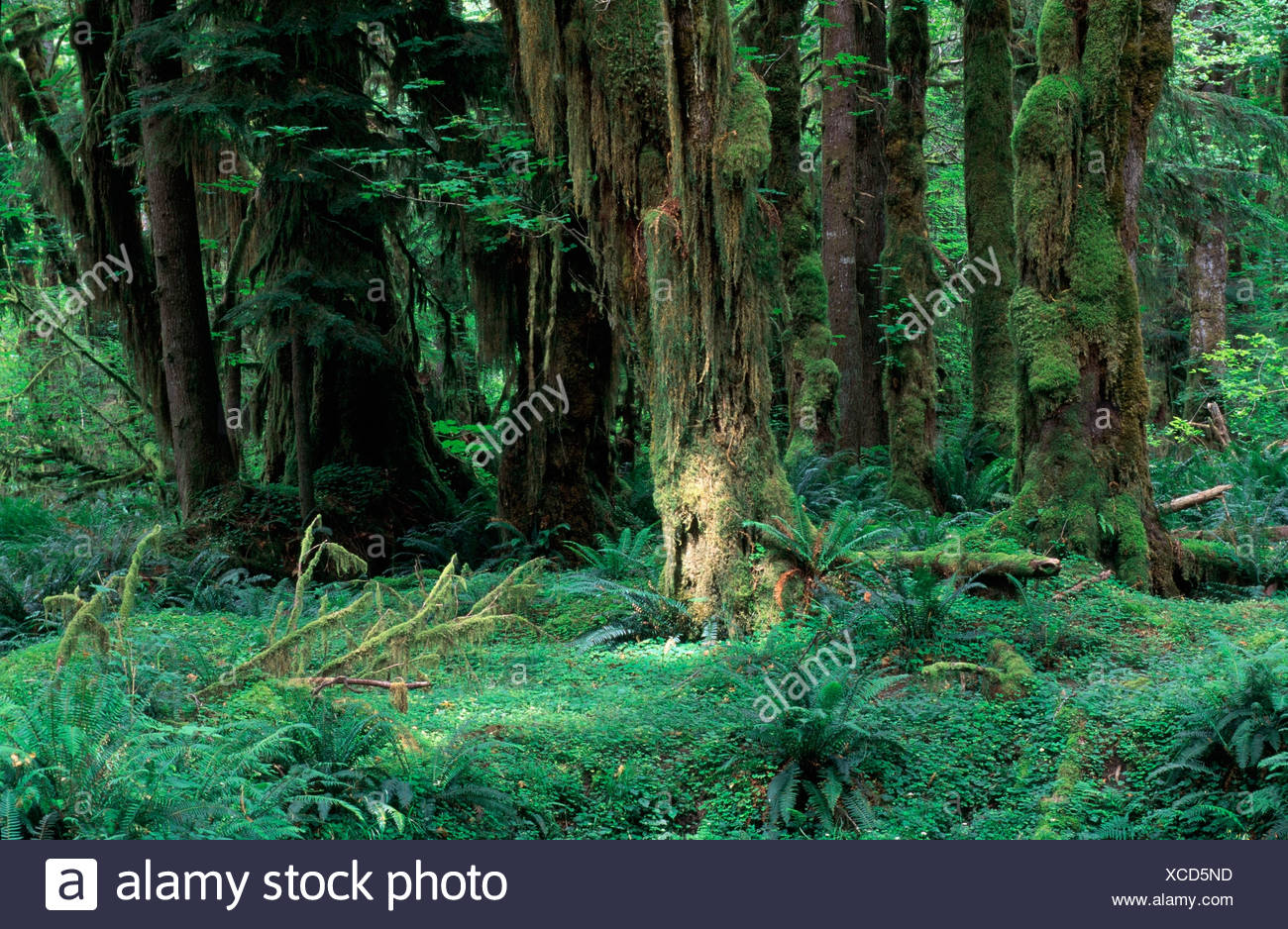 Temperate Rain Forest High Resolution Stock Photography and Images - Alamy