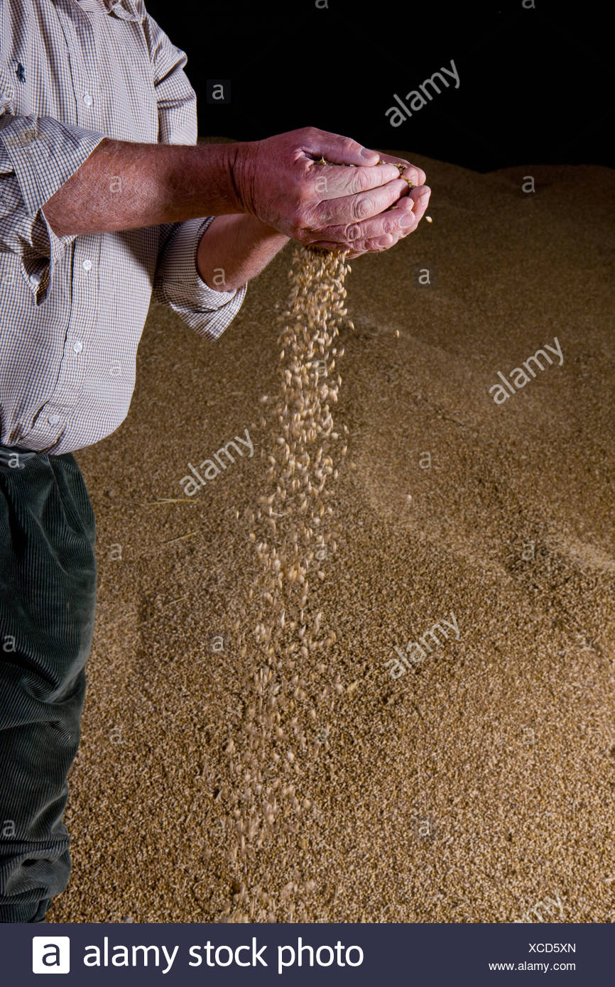Falling Wheat Stock Photos & Falling Wheat Stock Images - Alamy