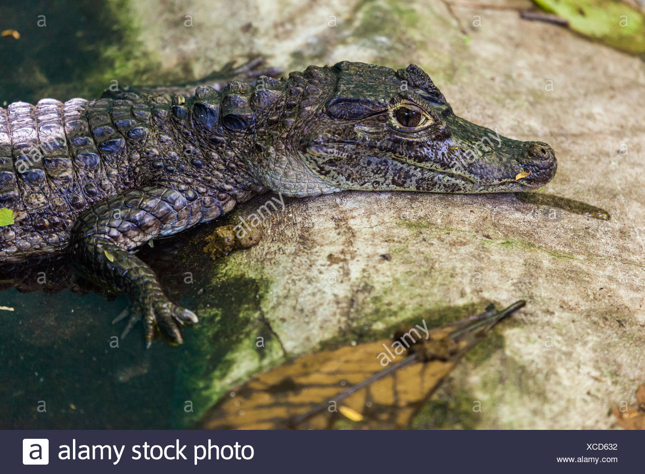 Young High Resolution Stock Photography and Images - Alamy