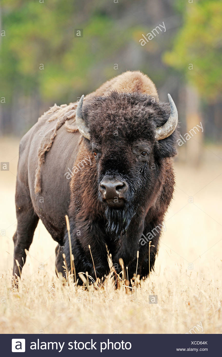 Adult Bull Bison Bison Bison High Resolution Stock Photography and ...