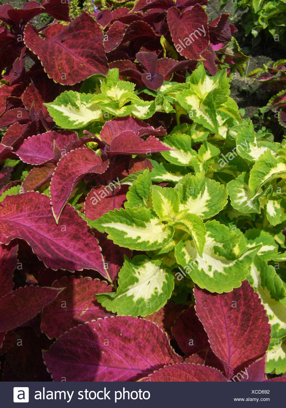 Chamaephytes Stock Photos & Chamaephytes Stock Images - Alamy
