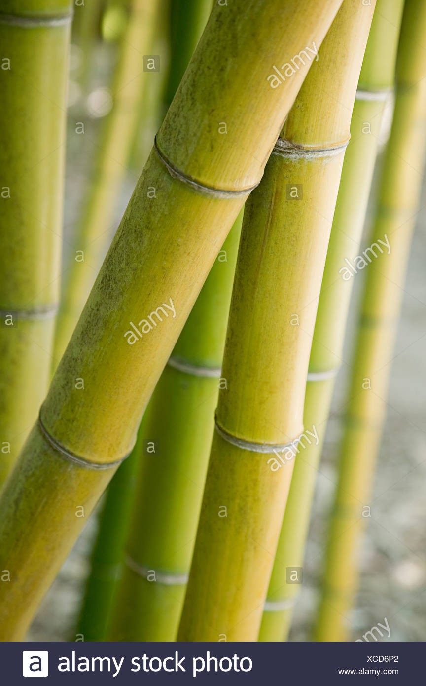 Use Of Bamboo High Resolution Stock Photography and Images - Alamy