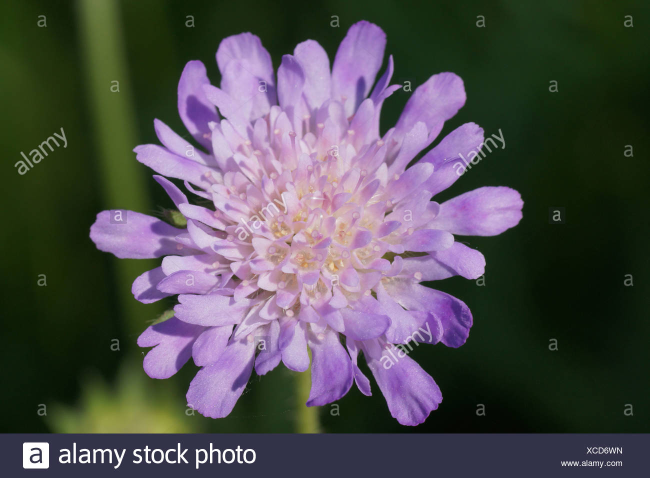 Widow Flower High Resolution Stock Photography and Images - Alamy