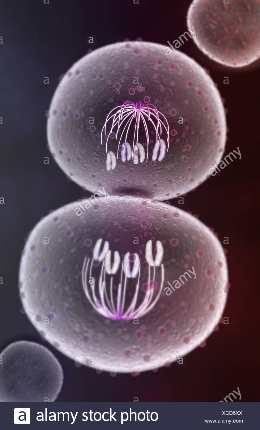 Telophase High Resolution Stock Photography and Images - Alamy
