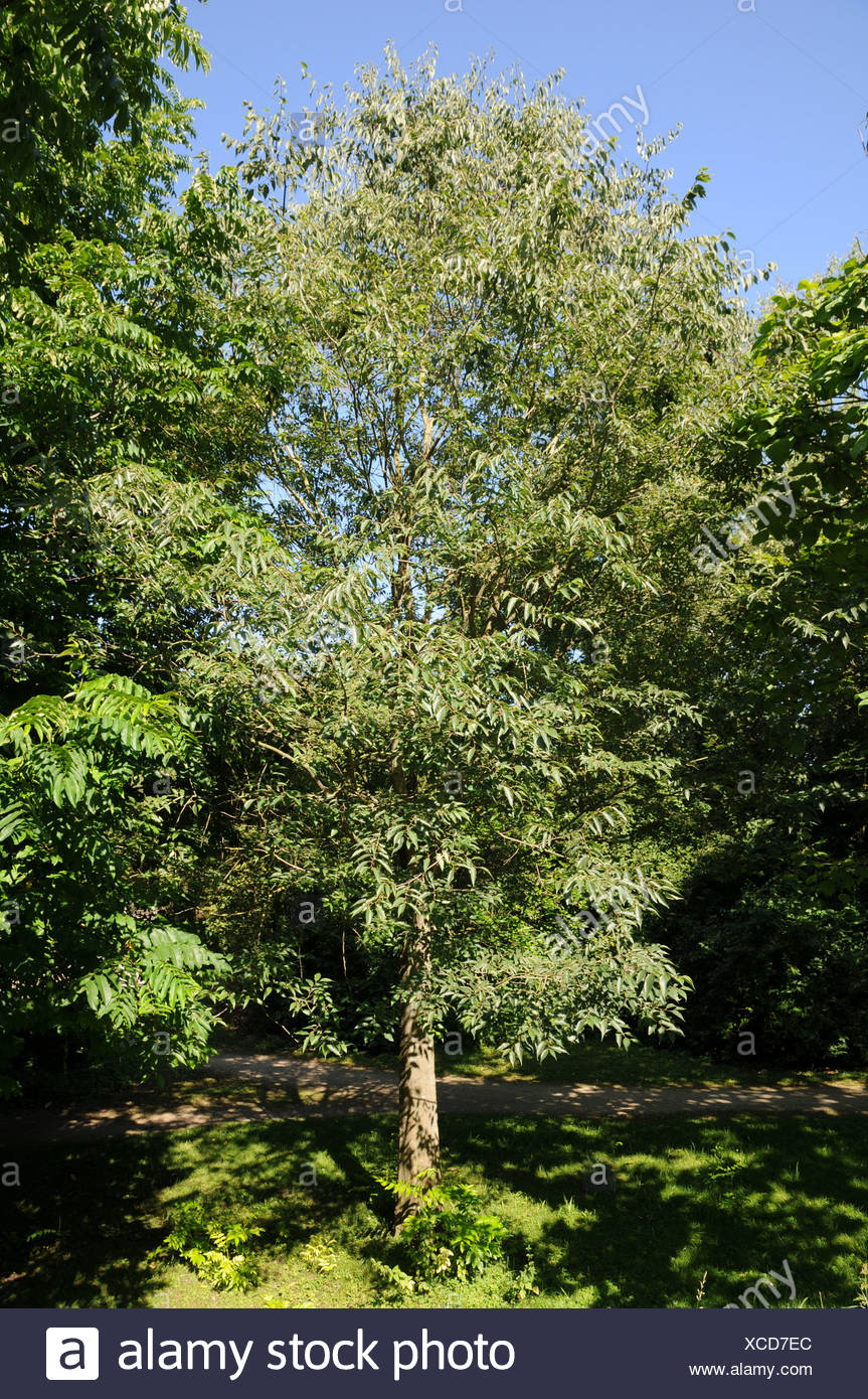 Lote Tree Stock Photos & Lote Tree Stock Images - Alamy