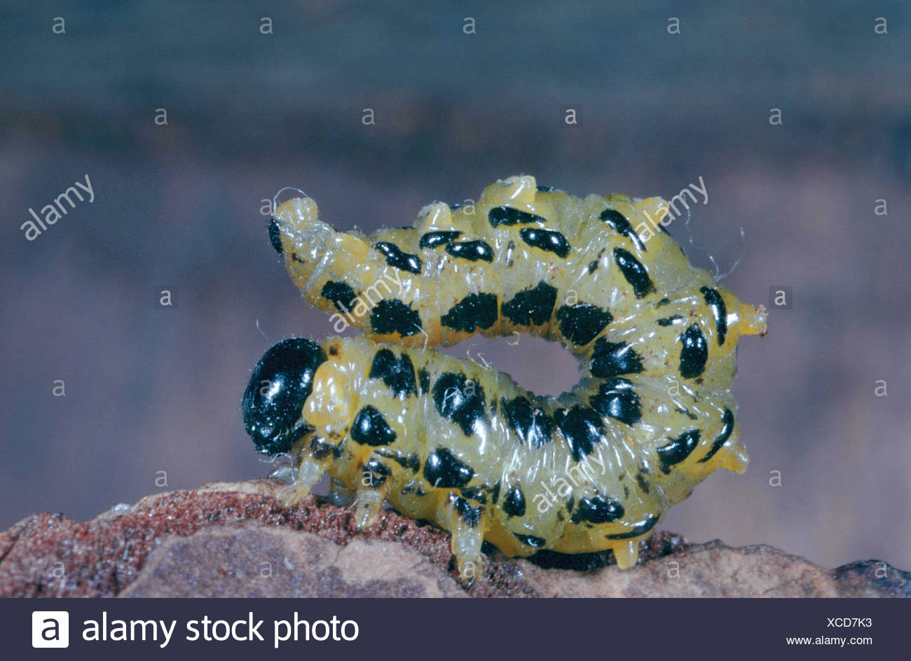 Common Sawflies Tenthredinidae High Resolution Stock Photography and ...