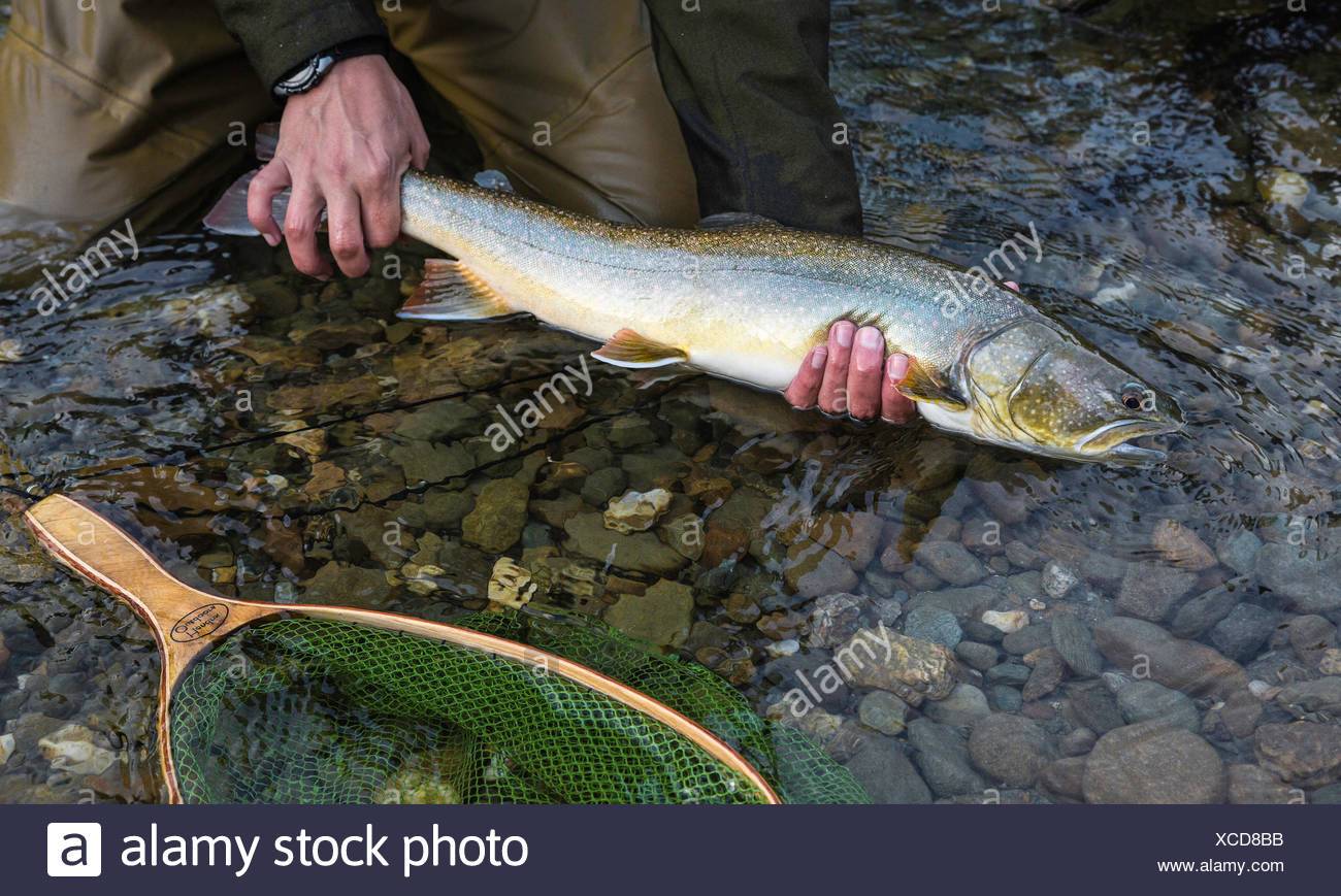 Fihserman With Bull Trout Salvelinus Confluentus High Resolution Stock ...