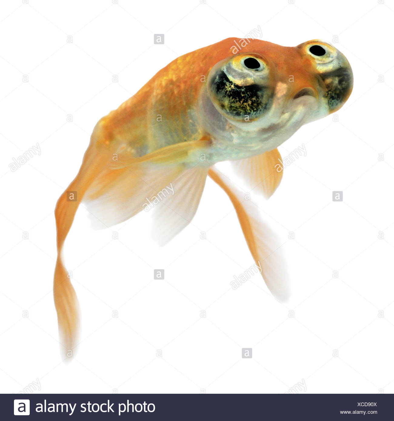 Celestial Eye Goldfish High Resolution Stock Photography and Images - Alamy