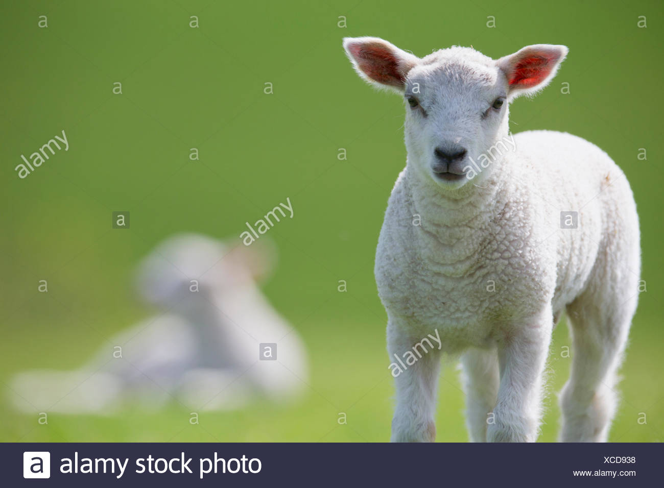 Lamb Stock Photos & Lamb Stock Images - Alamy