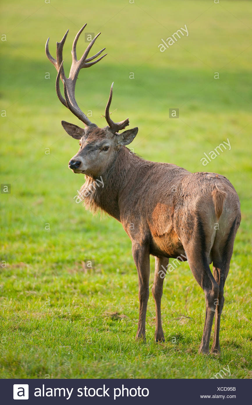 Abnormal Antler High Resolution Stock Photography and Images - Alamy