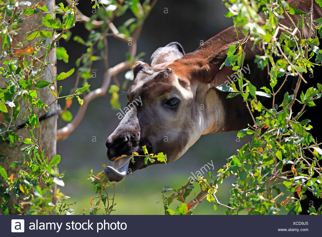Okapi Eating High Resolution Stock Photography and Images - Alamy
