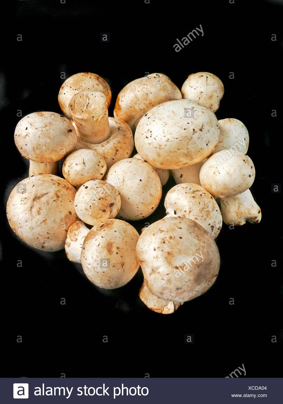 Agaricus Mushroom Stock Photos & Agaricus Mushroom Stock Images - Alamy