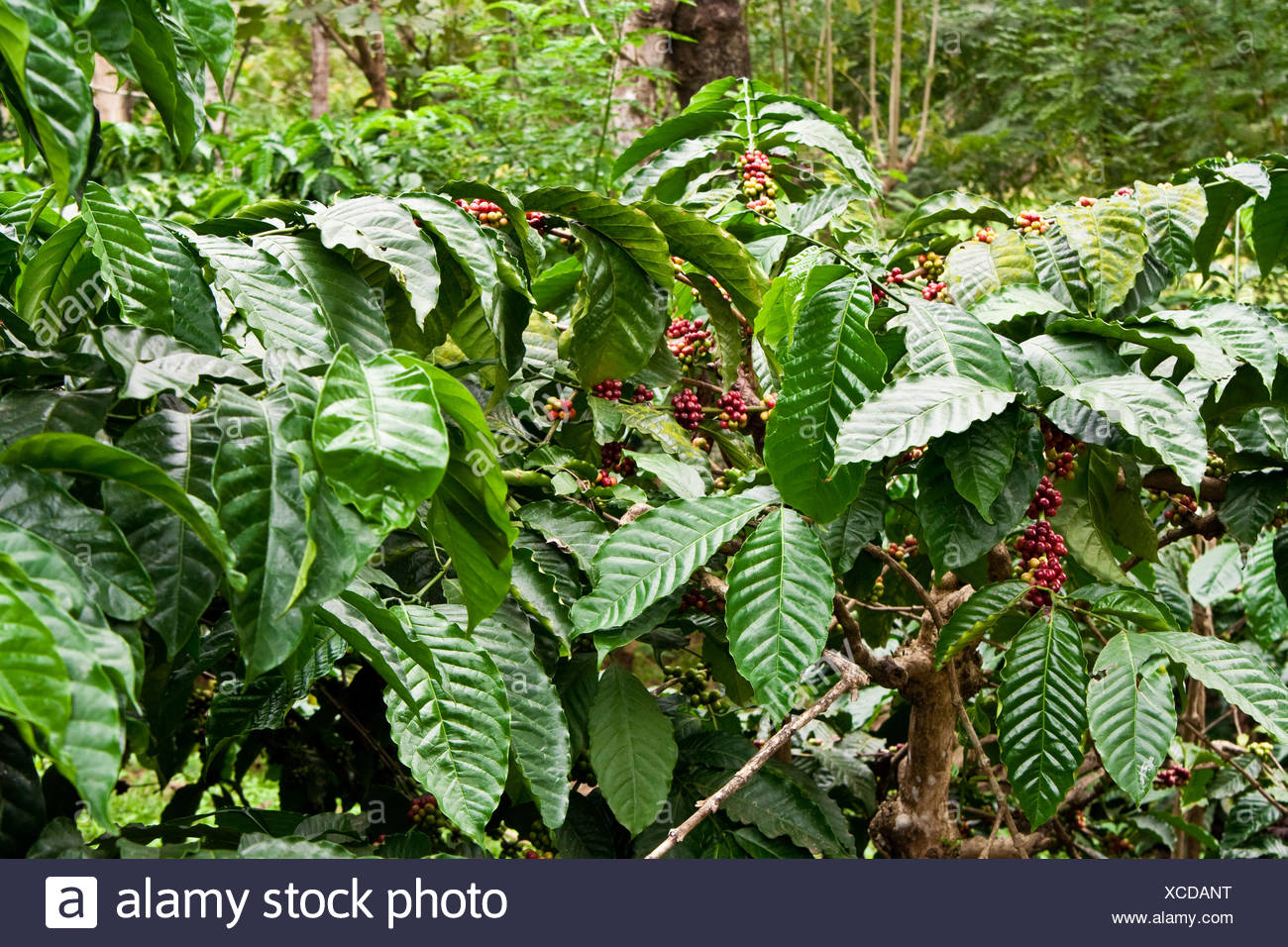Robusta Coffee Tree Coffea Canephora High Resolution Stock Photography ...