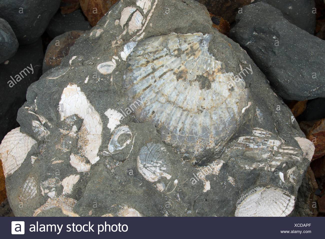 Fossils Fossil Usa High Resolution Stock Photography and Images - Alamy