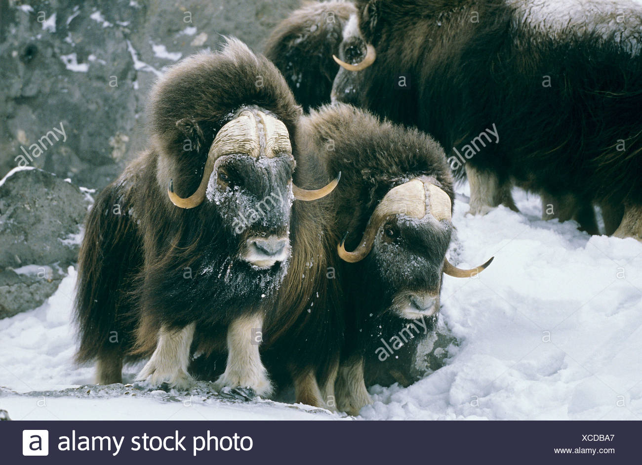 Muskoxen Stock Photos & Muskoxen Stock Images - Alamy