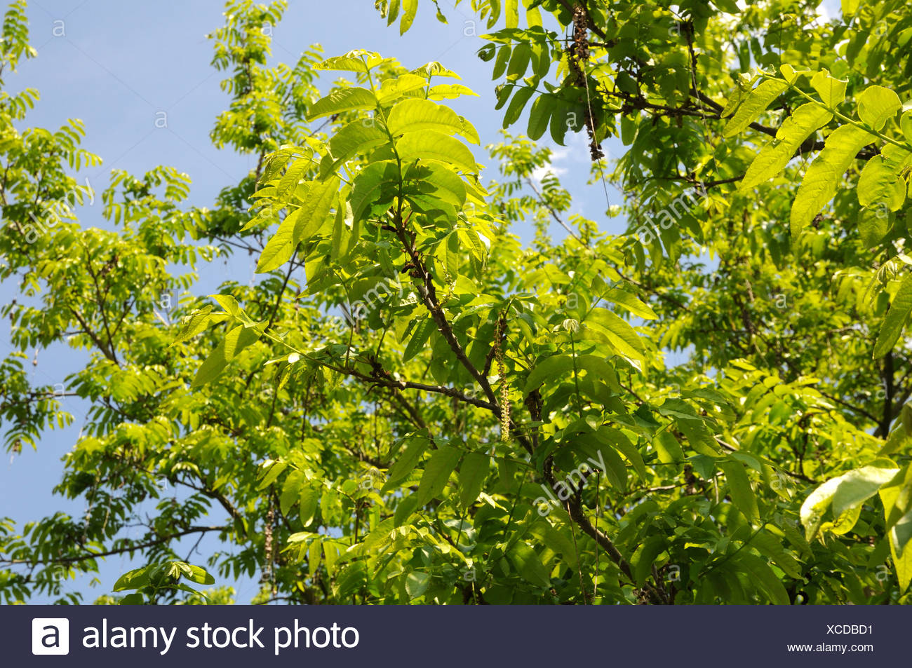 Wingnut High Resolution Stock Photography and Images - Alamy