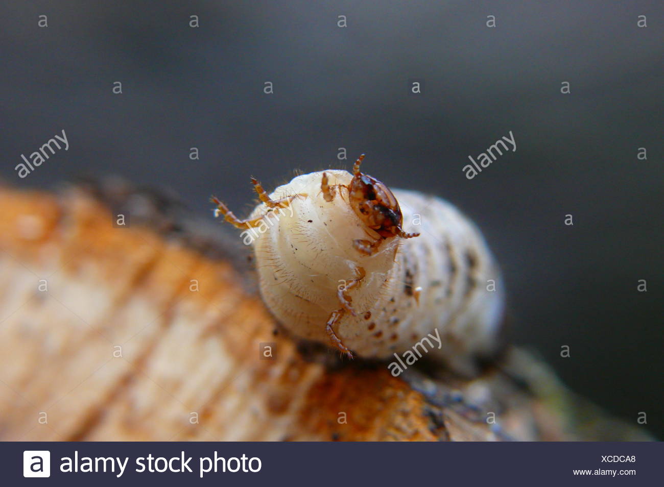 Varmint High Resolution Stock Photography and Images - Alamy