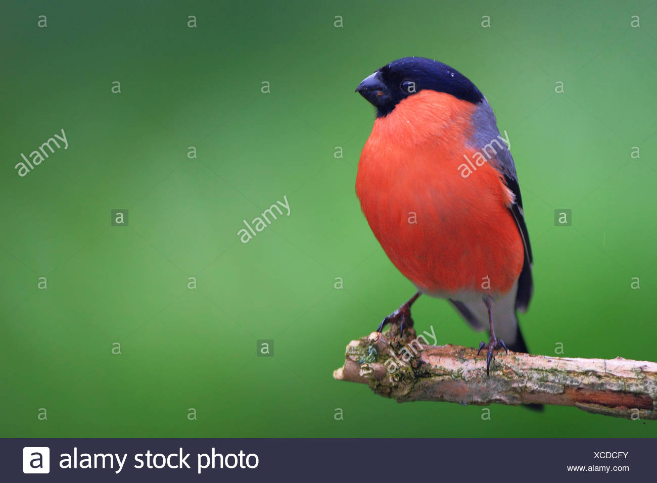Bullfinch Singing Stock Photos & Bullfinch Singing Stock Images - Alamy