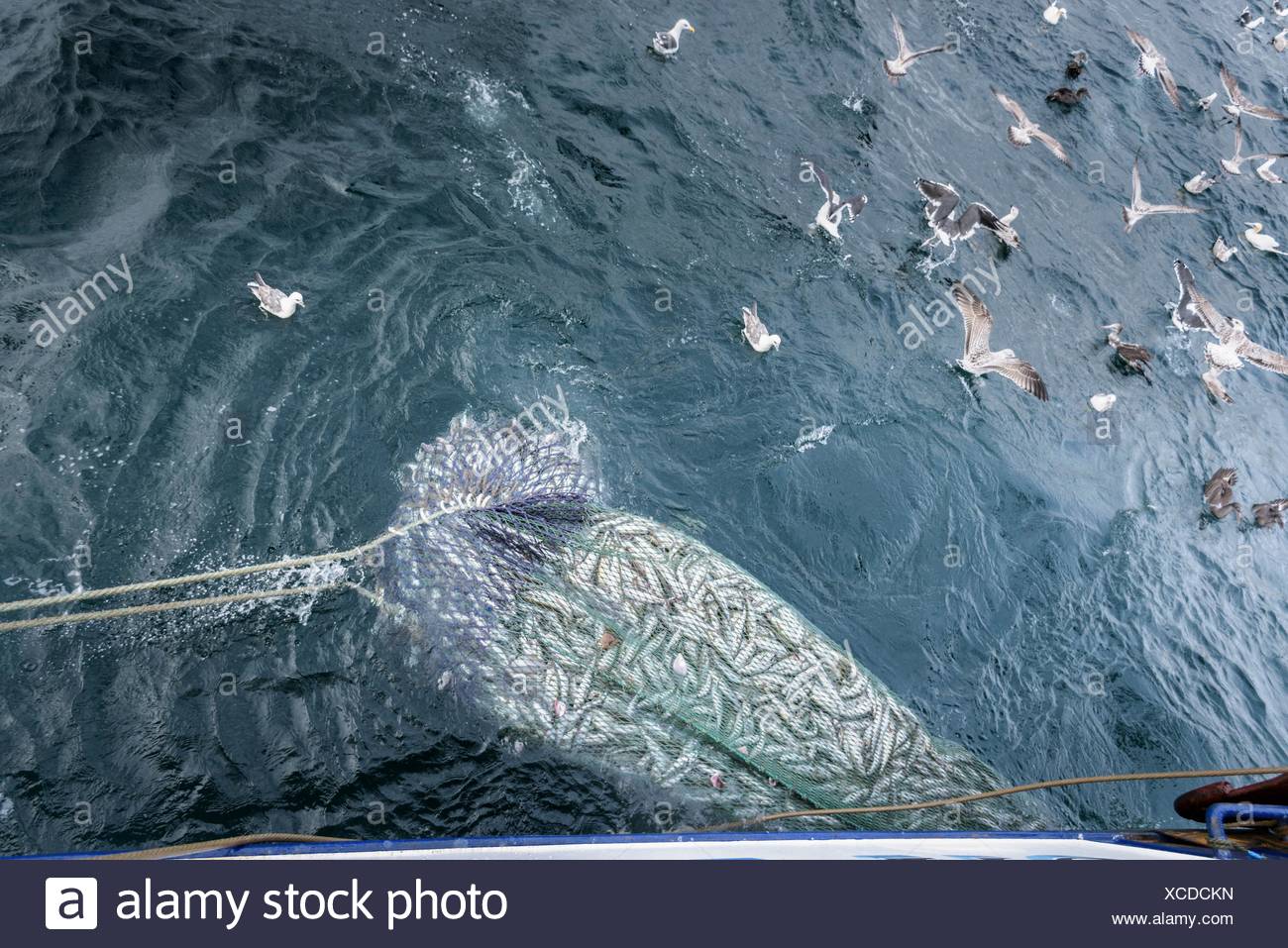 Boat Full Of Fish High Resolution Stock Photography and Images - Alamy
