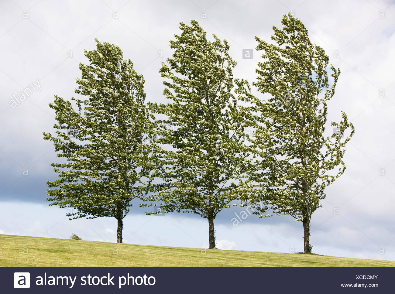 Wind Blowing In Trees High Resolution Stock Photography and Images - Alamy
