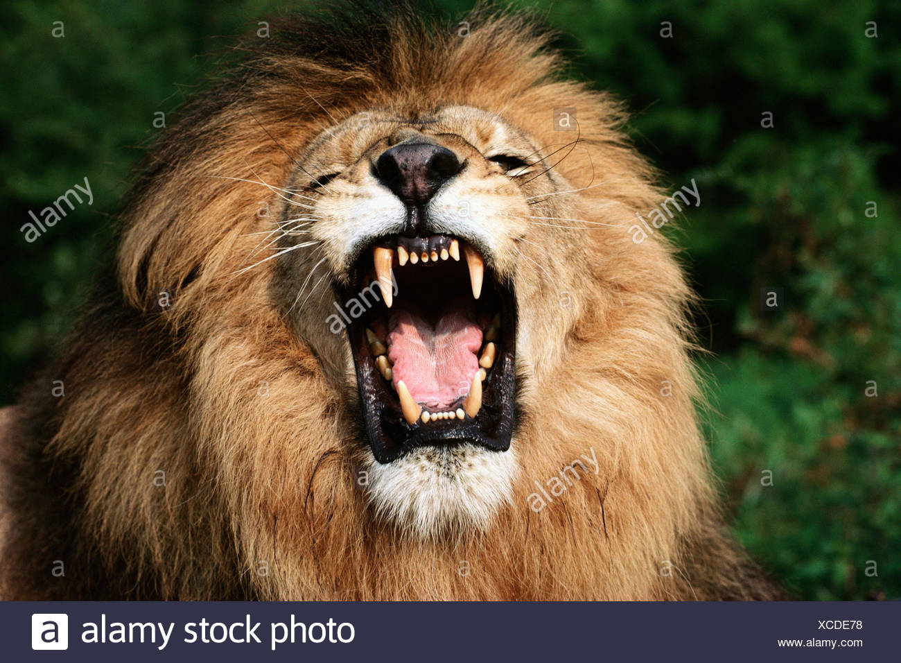 Lion Snarling High Resolution Stock Photography and Images - Alamy