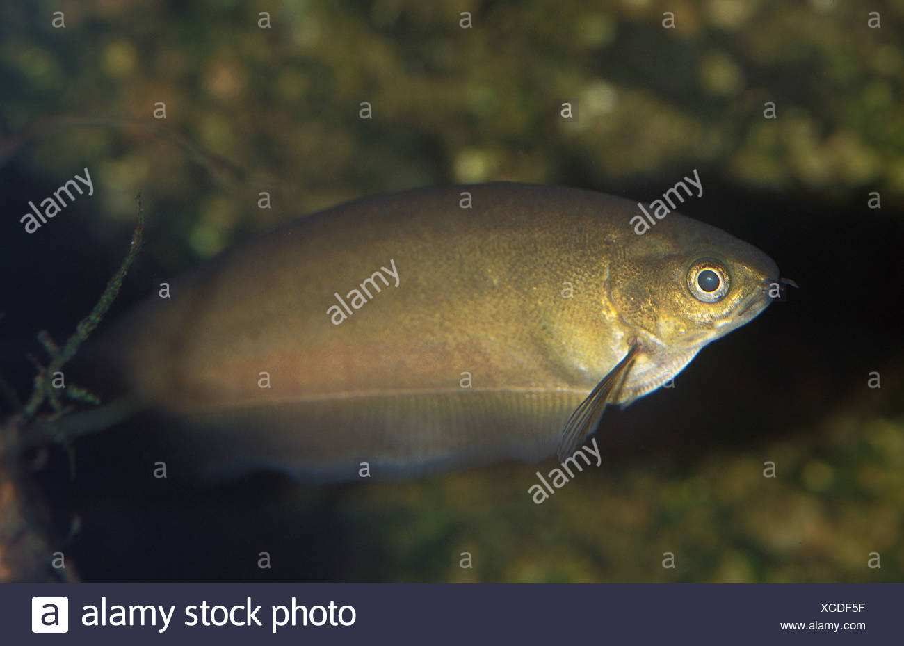 Gunnel Fish Stock Photos & Gunnel Fish Stock Images - Alamy
