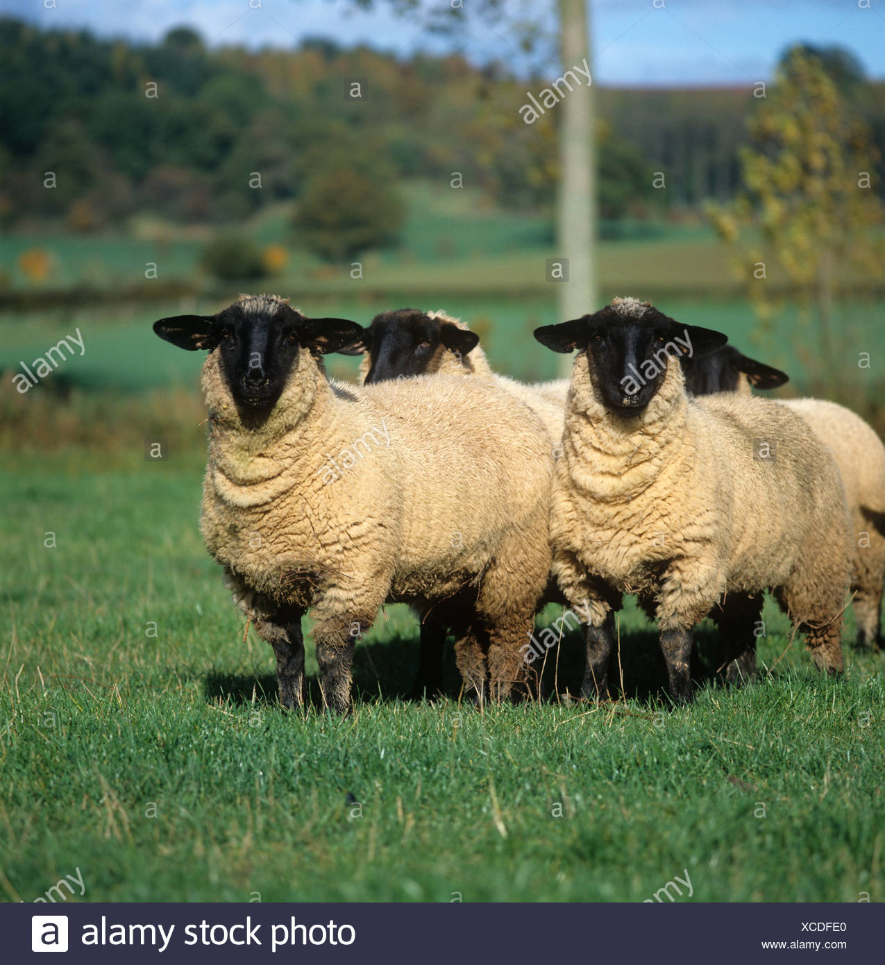 Suffolk Sheep Stock Photos & Suffolk Sheep Stock Images - Alamy