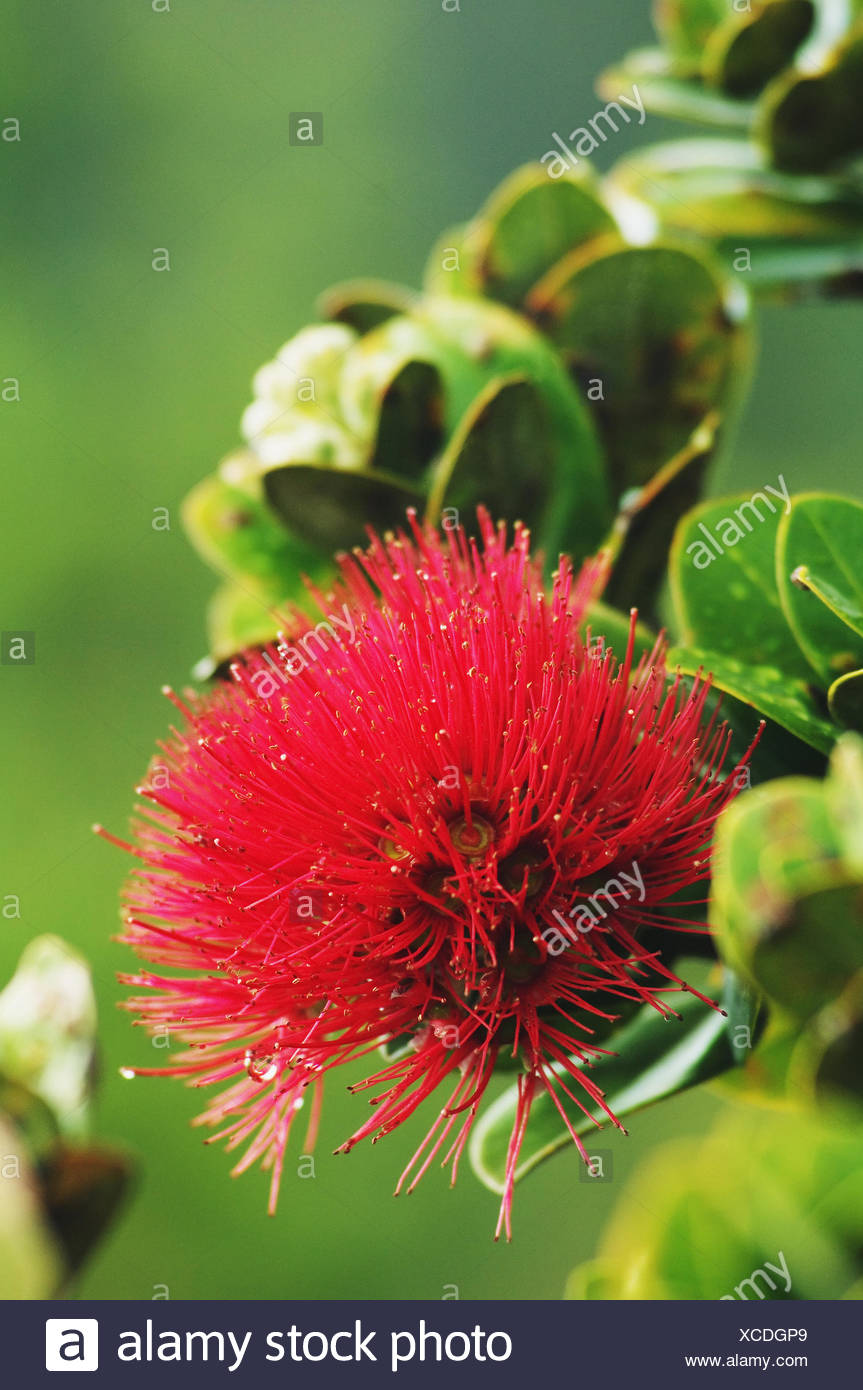 Ohia Lehua Blossom High Resolution Stock Photography and Images - Alamy