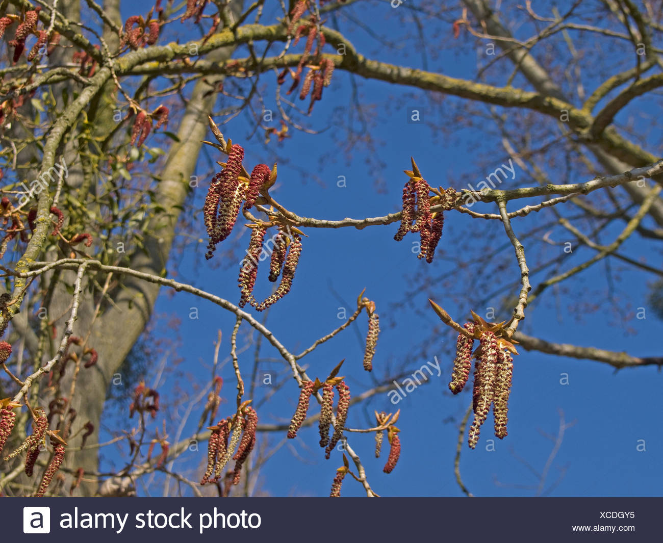 Populus Nigra Catkins High Resolution Stock Photography and Images - Alamy