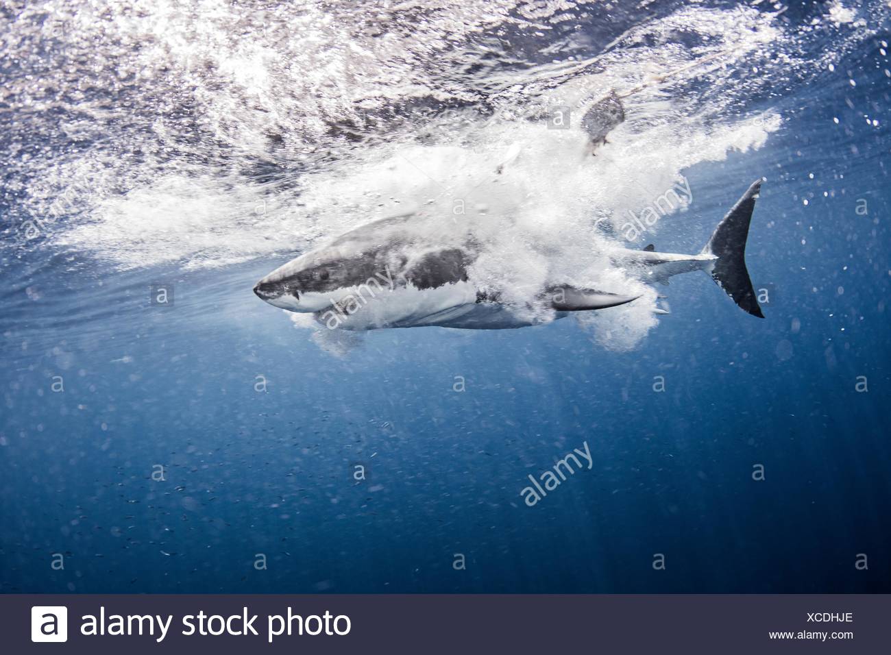 Great White Shark Side View Fish High Resolution Stock Photography and ...
