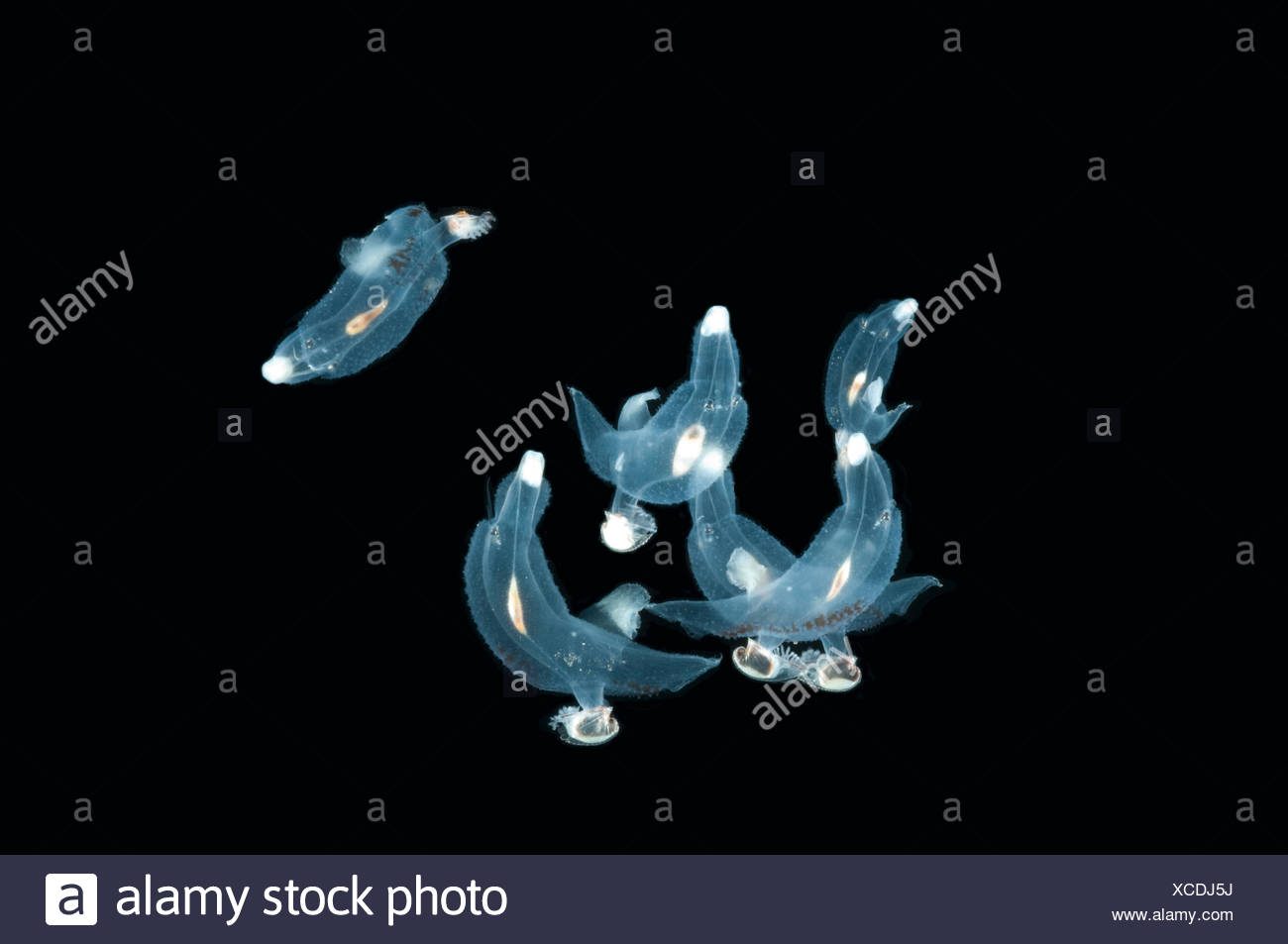 Molluscs Mollusks High Resolution Stock Photography and Images - Alamy