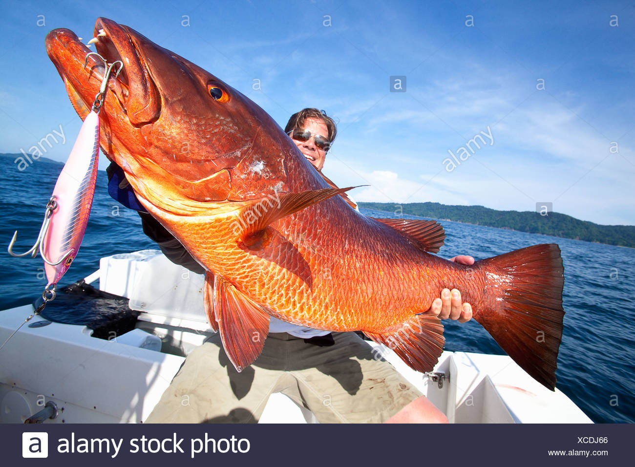 Cubera Snapper High Resolution Stock Photography and Images - Alamy