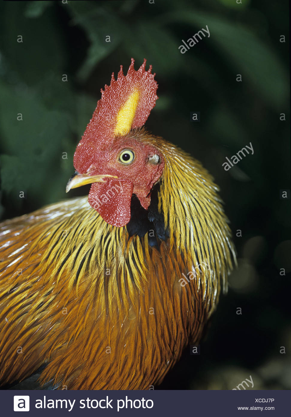Neck Chicken High Resolution Stock Photography and Images - Alamy