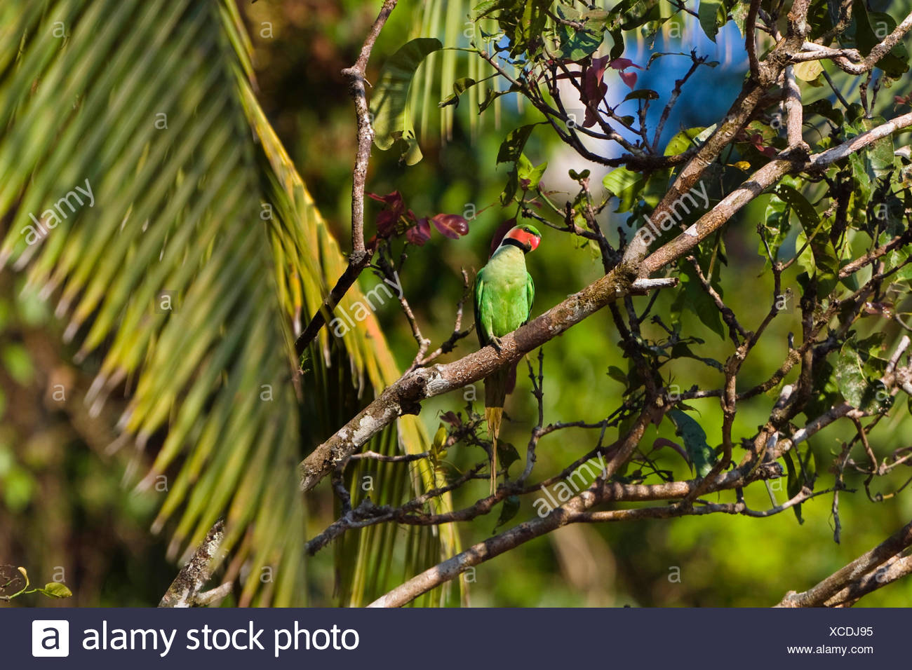 Long Tailed Parakeet High Resolution Stock Photography and Images - Alamy