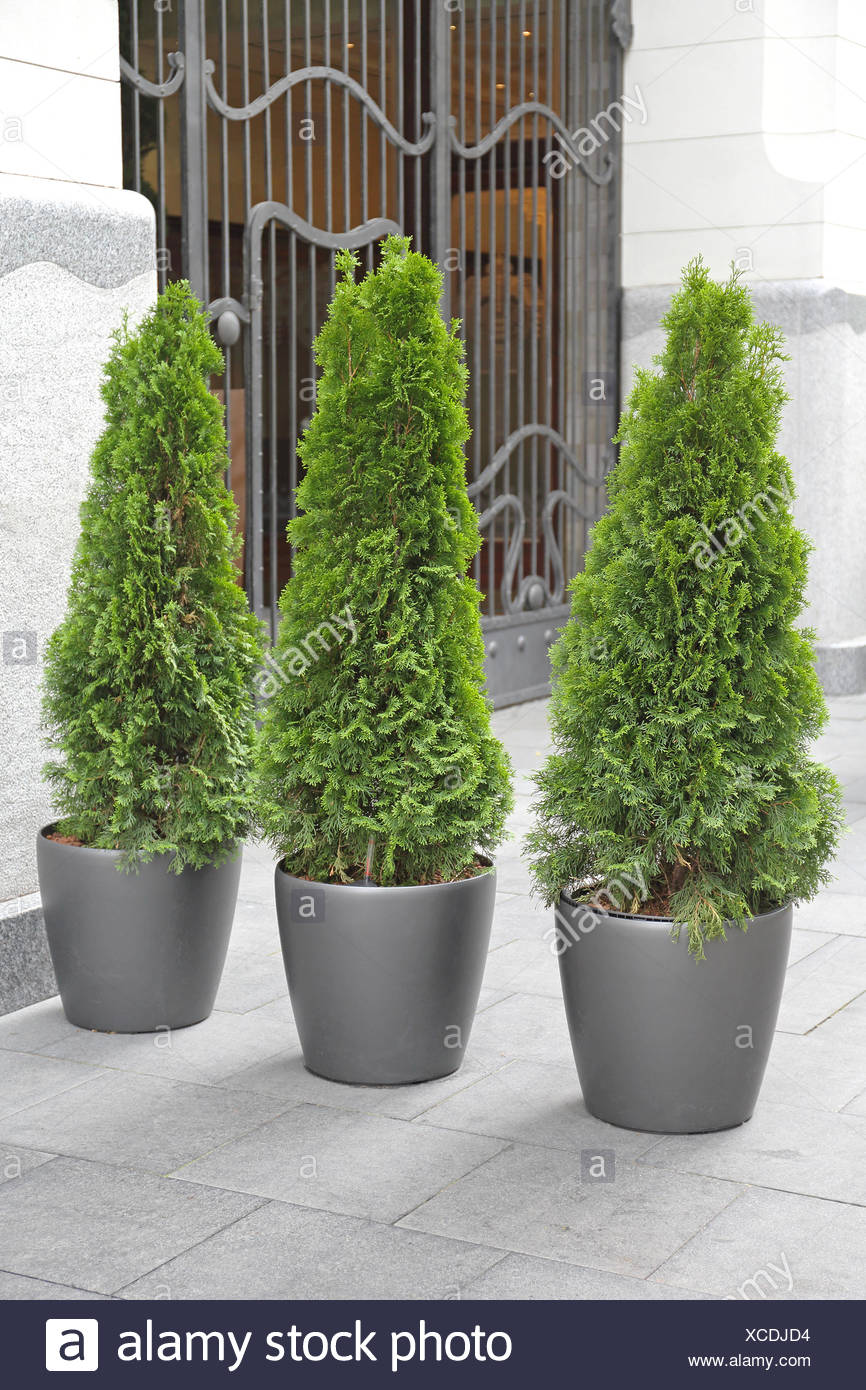 Small Trees In Pots High Resolution Stock Photography and Images - Alamy