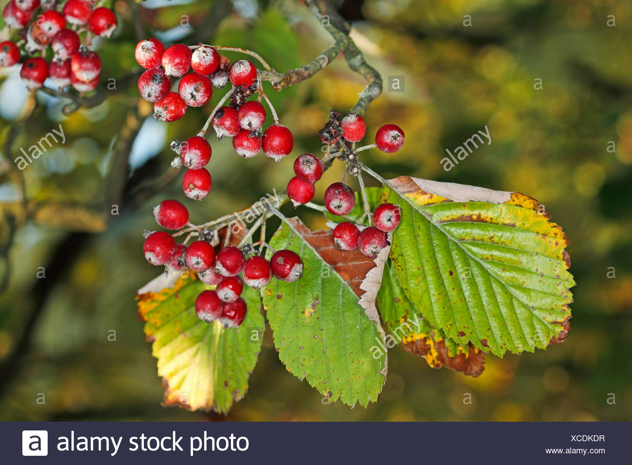 Whitebeam Sorbus Aria Stock Photos & Whitebeam Sorbus Aria Stock Images ...