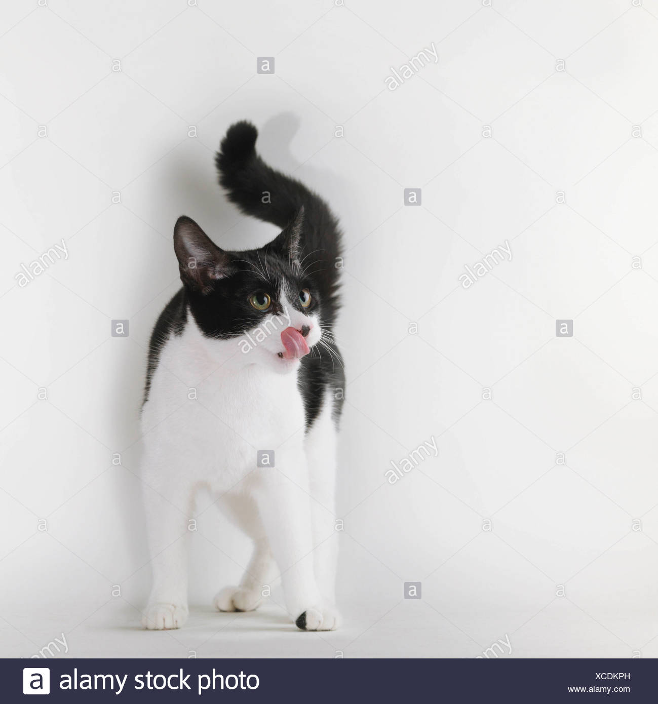 Licking Its Chops Stock Photos & Licking Its Chops Stock Images - Alamy