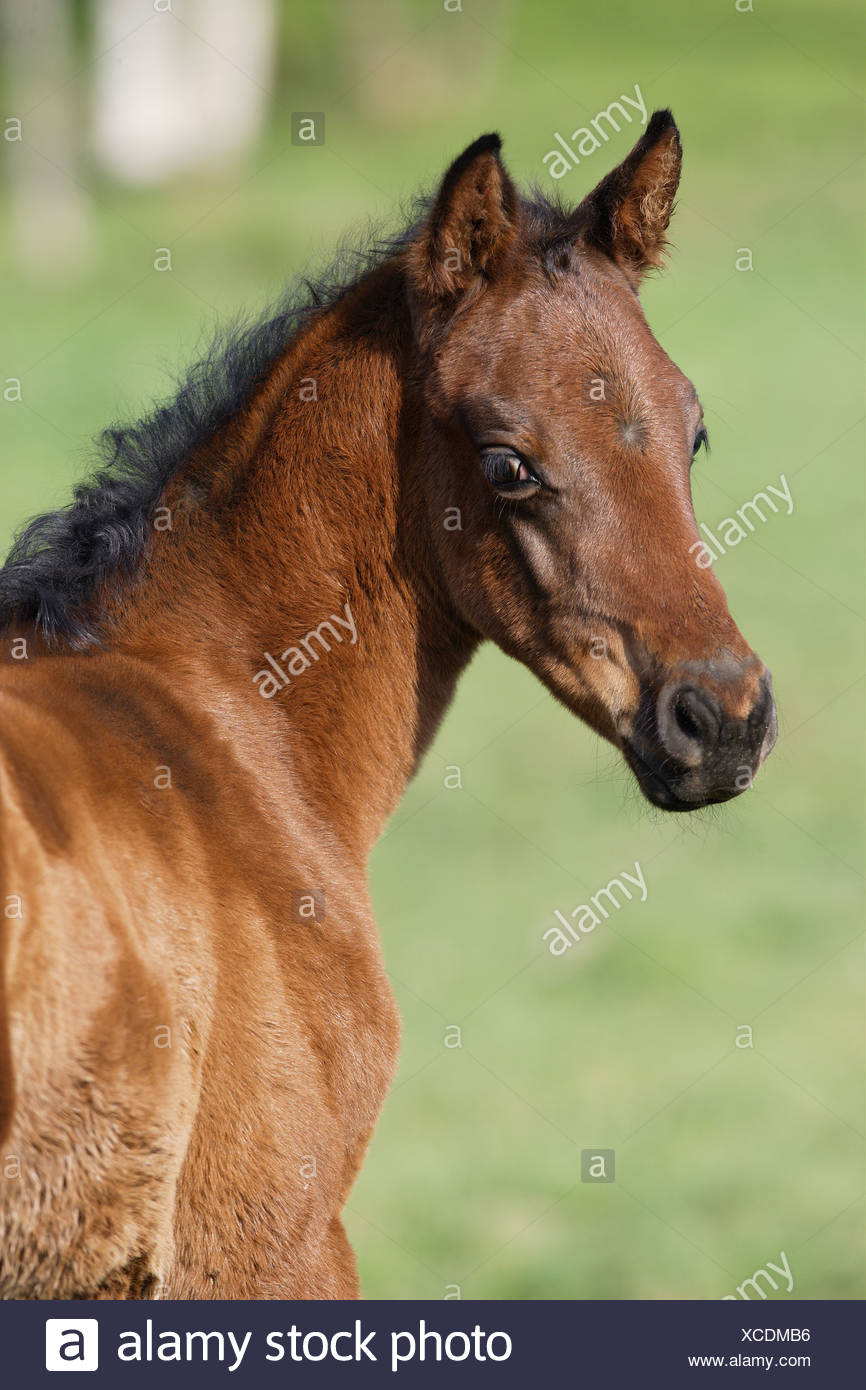 Anglo Arabian Horse High Resolution Stock Photography and Images - Alamy