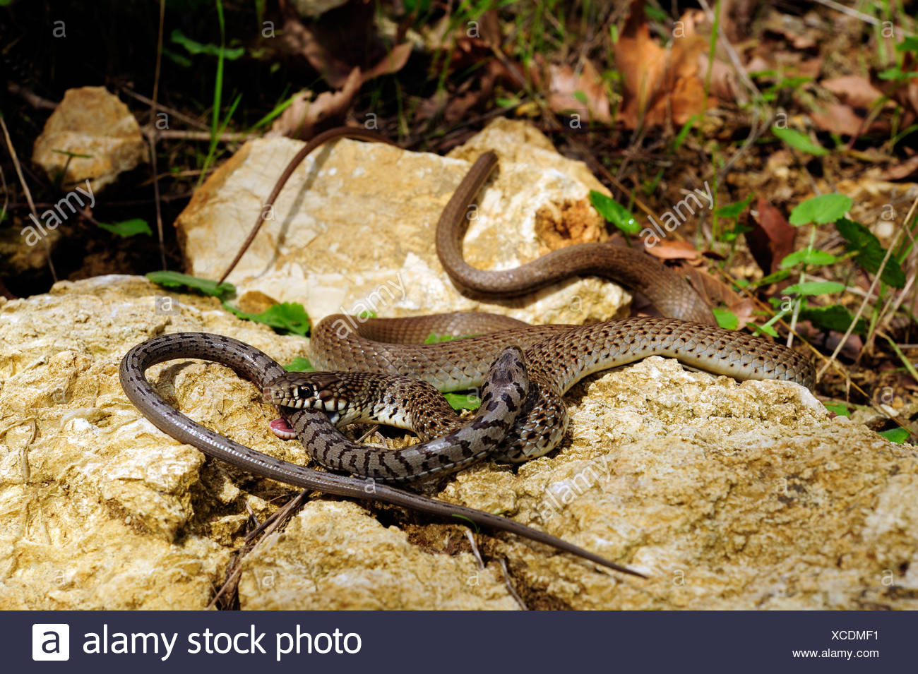 Balkan Whip Snake Coluber Gemonensis High Resolution Stock Photography ...