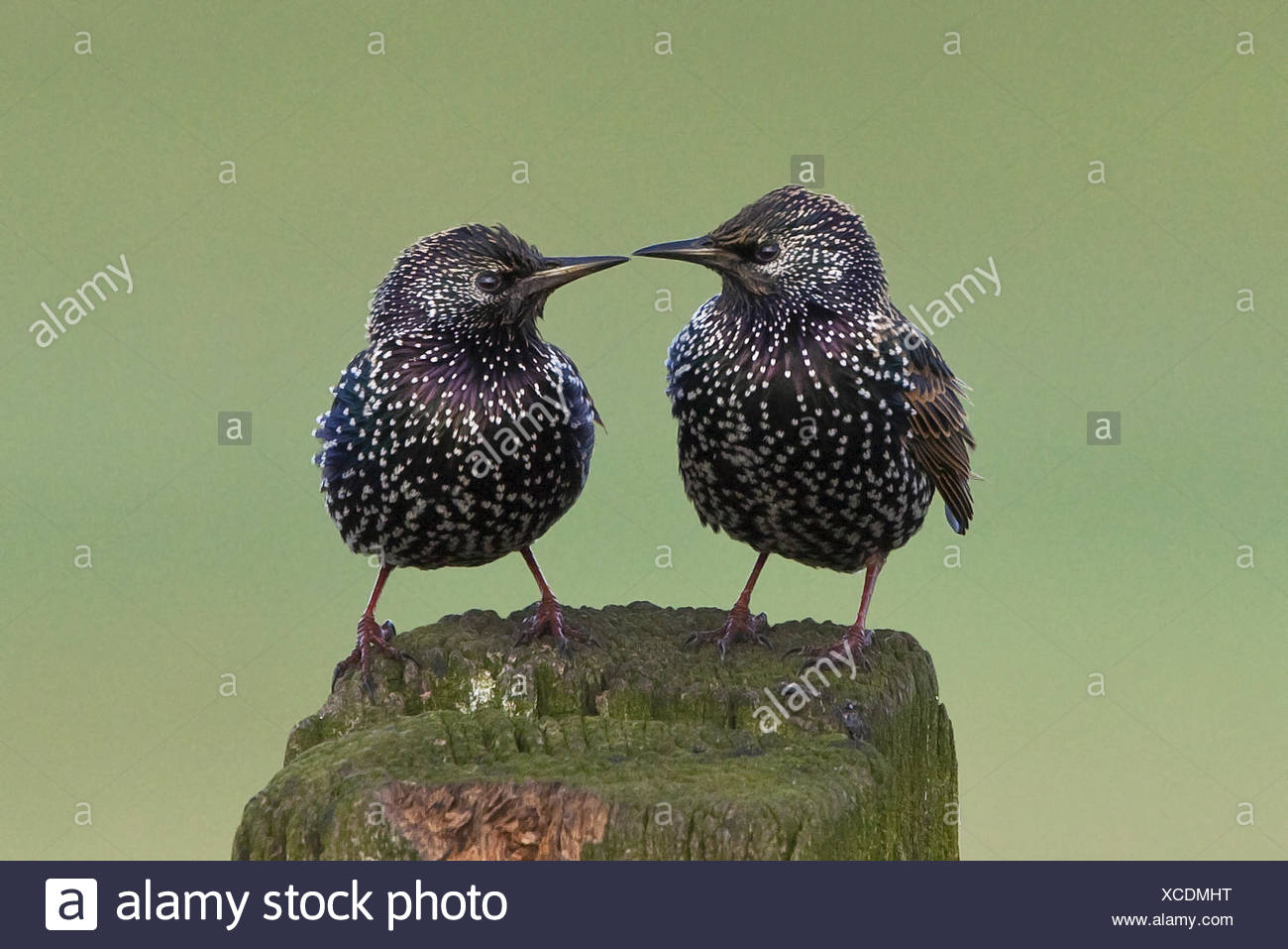 About Each Other High Resolution Stock Photography and Images - Alamy
