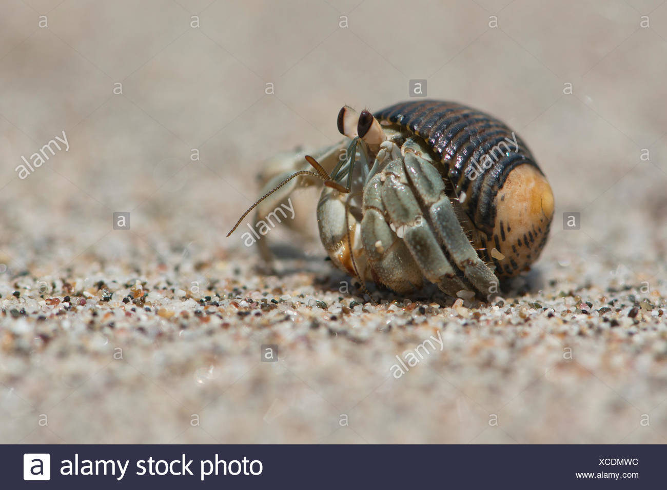 Hermit Crab High Resolution Stock Photography and Images - Alamy